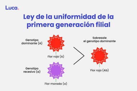 ¿Qué es la genética y cuál es su importancia? | Plataforma Educativa Luca