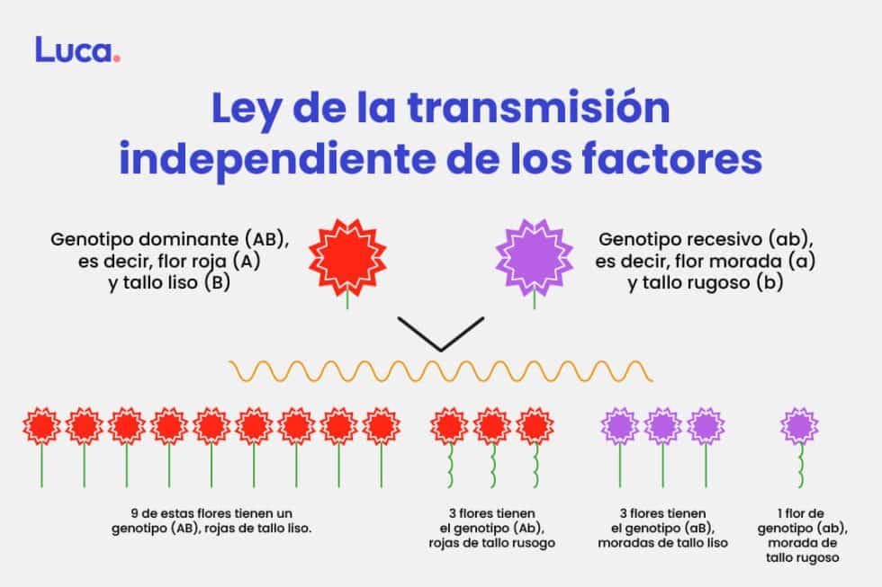 ¿Qué es la genética y cuál es su importancia? | Plataforma Educativa Luca