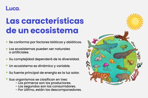 Ecosistema, ¿Cómo funciona nuestro entorno? | Plataforma Educativa Luca