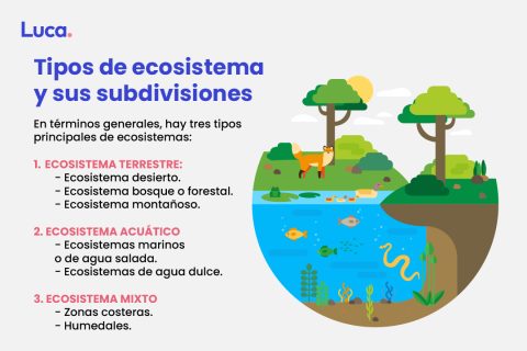 Ecosistema, ¿Cómo funciona nuestro entorno? | Plataforma Educativa Luca