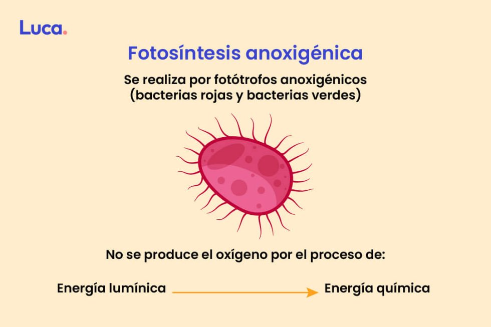 ¿En qué consiste el proceso de fotosíntesis? | Plataforma Educativa Luca