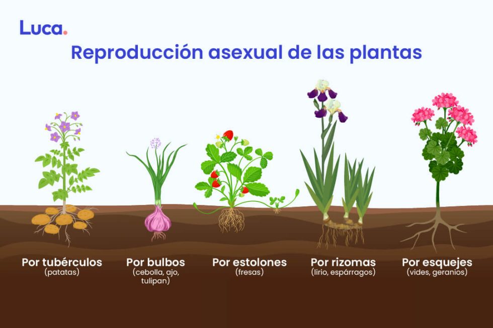 Tipos de reproducción de las plantas | Plataforma Educativa Luca