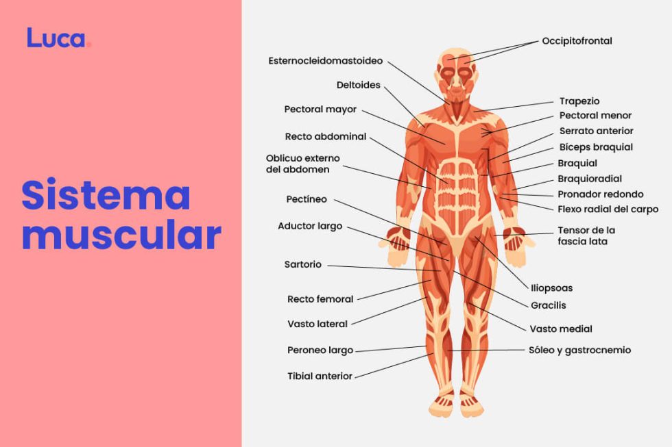 ¿Qué es el aparato locomotor y cuáles son sus funciones? | Plataforma Educativa Luca
