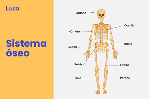 ¿Qué es el aparato locomotor y cuáles son sus funciones? | Plataforma ...