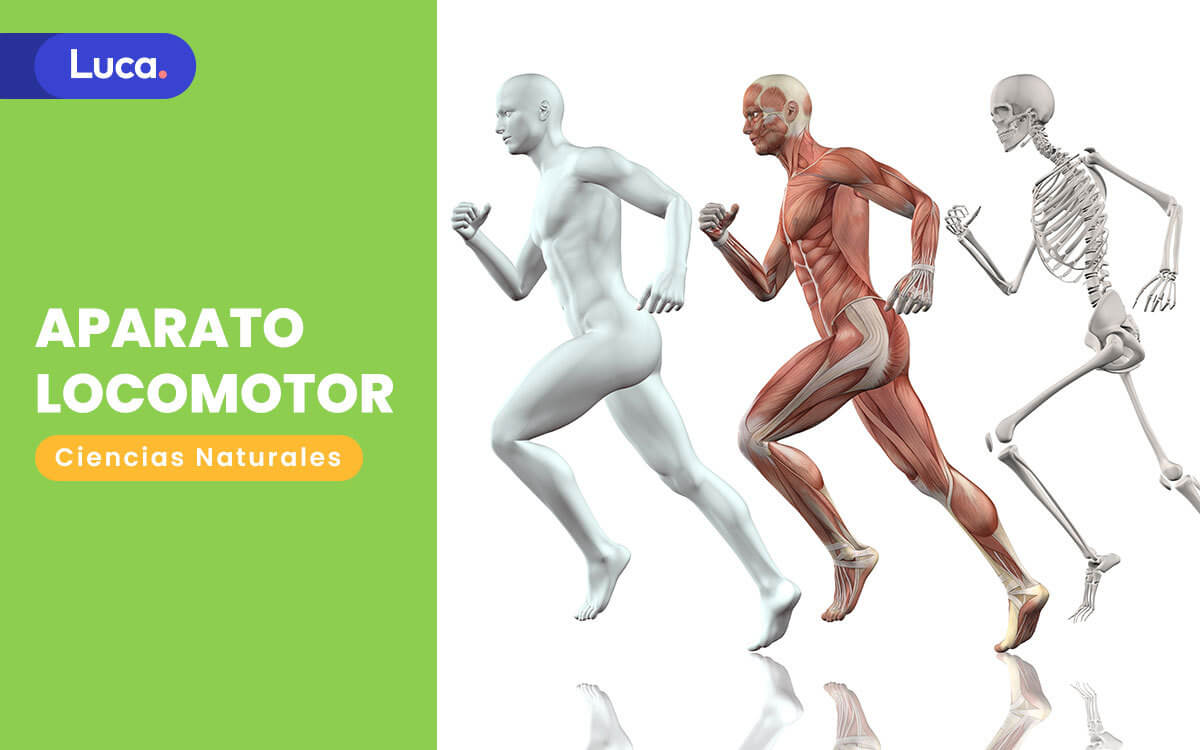 ¿Qué es el aparato locomotor y cuáles son sus funciones? | Plataforma Educativa Luca