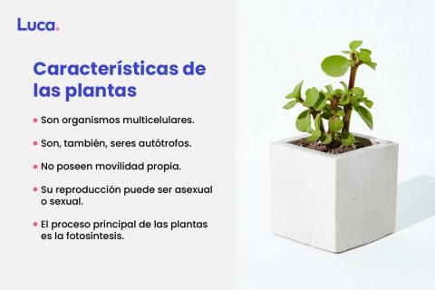 Qué son las plantas y cómo se clasifican | Plataforma Educativa Luca