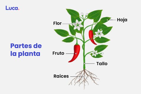 Qué son las plantas y cómo se clasifican | Plataforma Educativa Luca