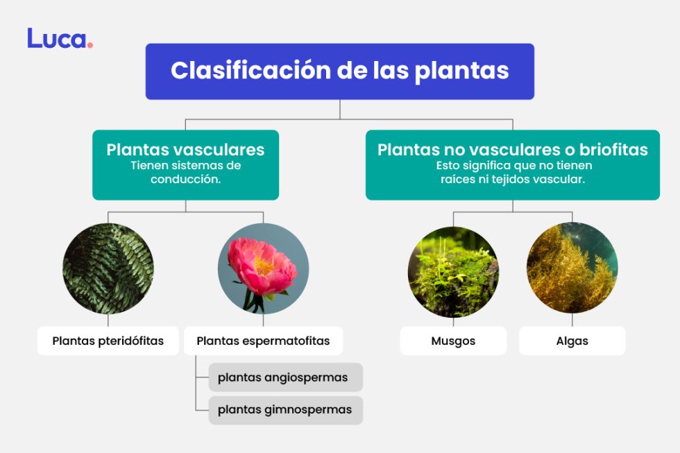 Qué son las plantas y cómo se clasifican | Plataforma Educativa Luca
