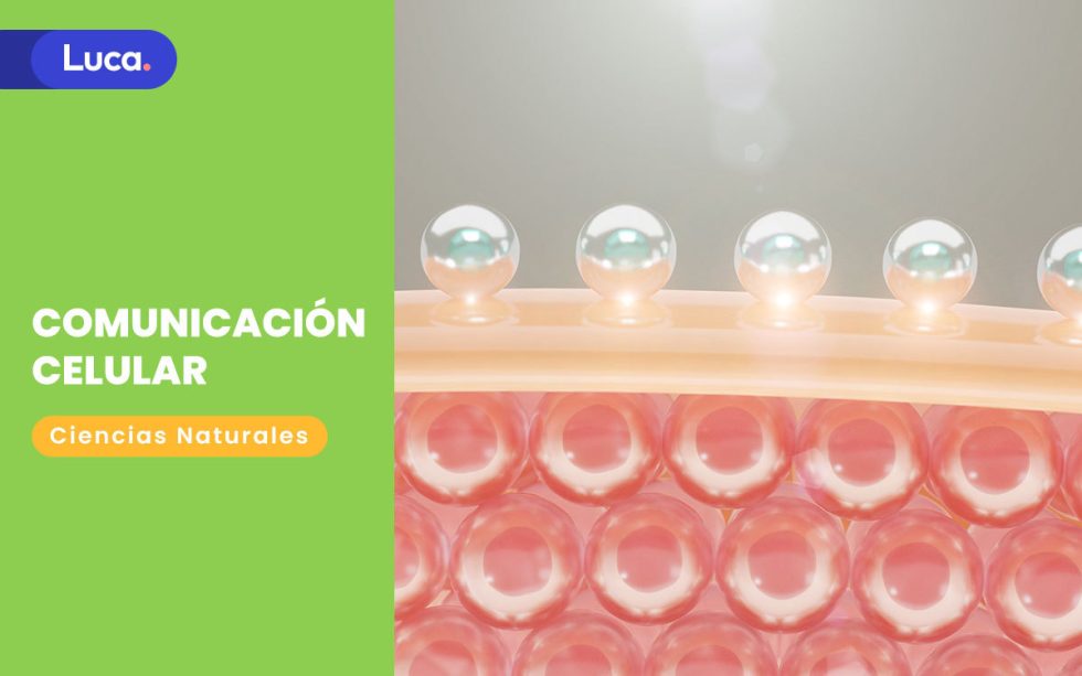 La célula: La estructura fundamental para los seres vivos