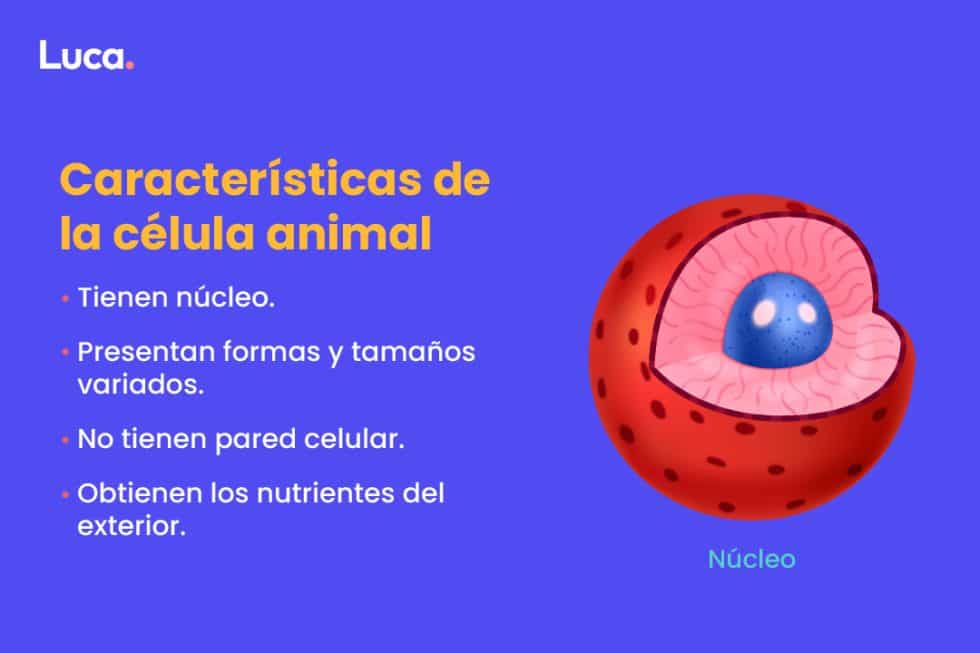 La célula animal: Unidad funcional básica | Plataforma Educativa Luca