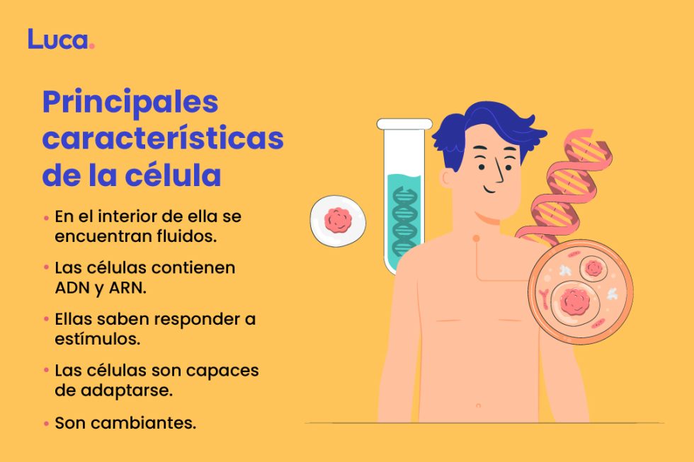 La célula: La estructura fundamental para los seres vivos La célula: La estructura fundamental para los seres vivos