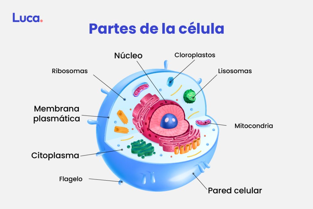La célula: La estructura fundamental para los seres vivos La célula: La estructura fundamental para los seres vivos