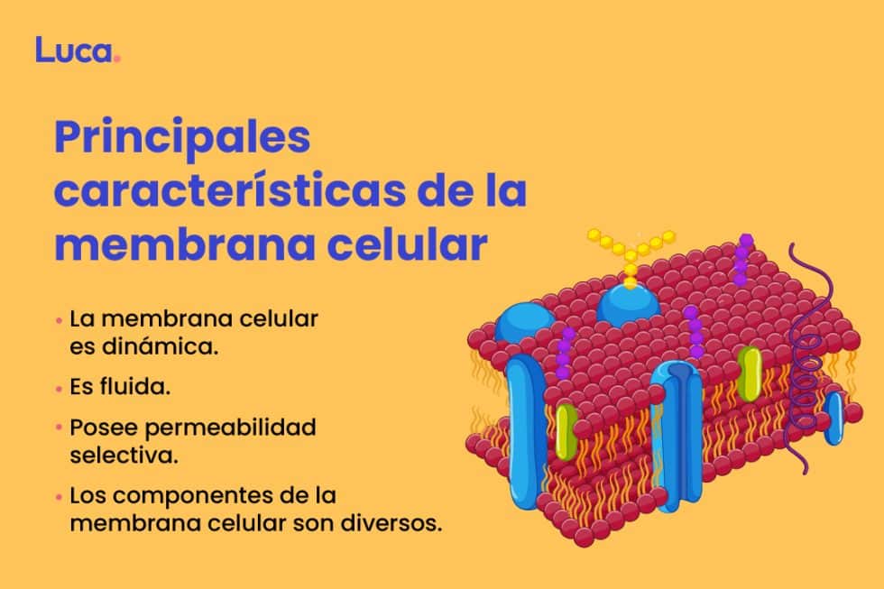 La membrana celular y sus funciones La membrana celular y sus funciones