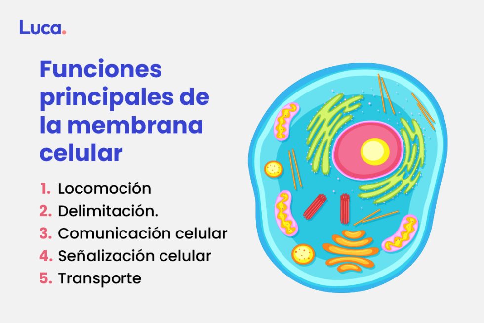 La membrana celular y sus funciones La membrana celular y sus funciones