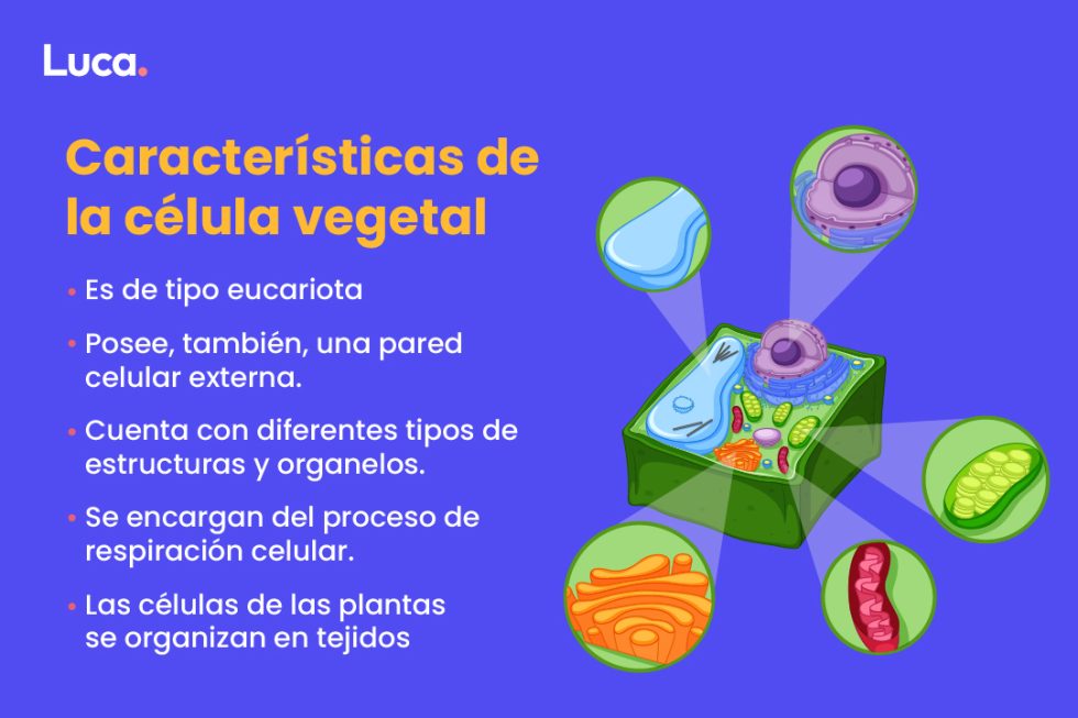 Partes de la célula vegetal y sus características Partes de la célula vegetal y sus características