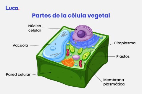Partes de la célula vegetal y sus características | Plataforma ...