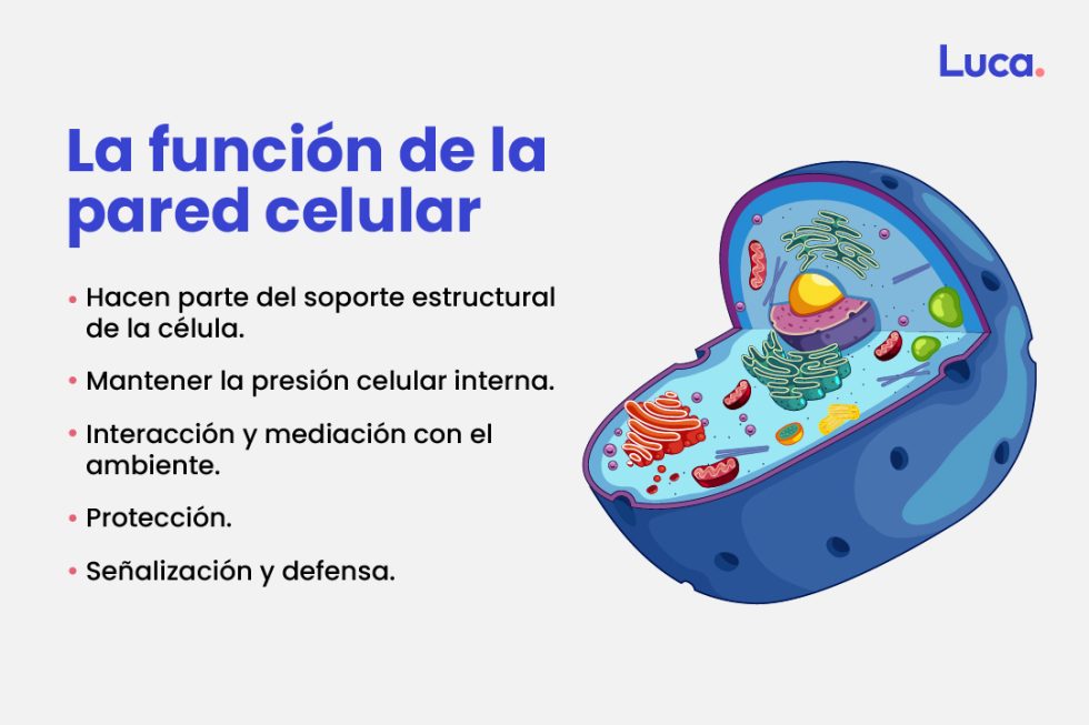 Función de la pared celular | Plataforma Educativa Luca Función de la pared celular | Plataforma Educativa Luca
